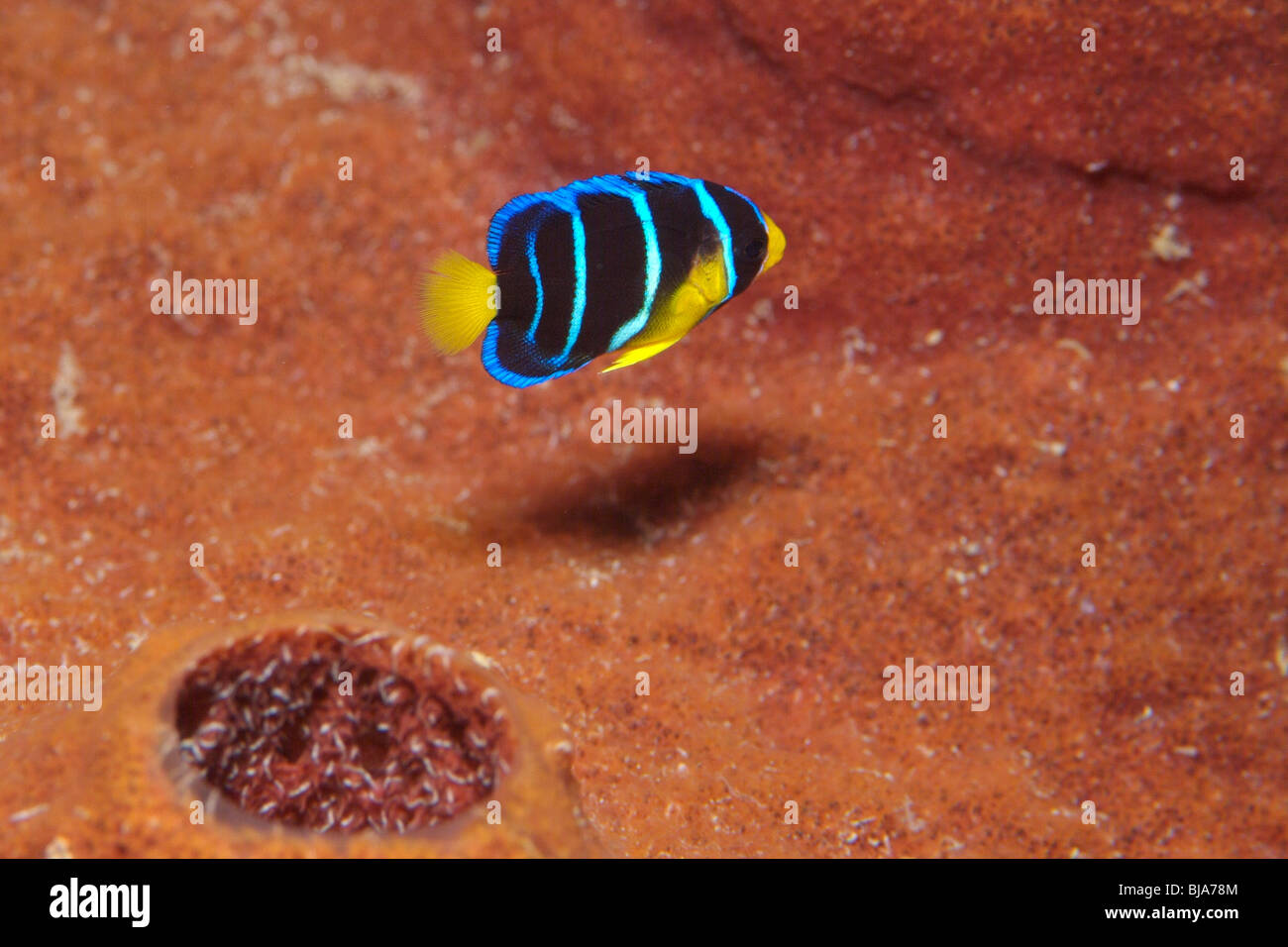 Angel Fish Gulf Of Mexico