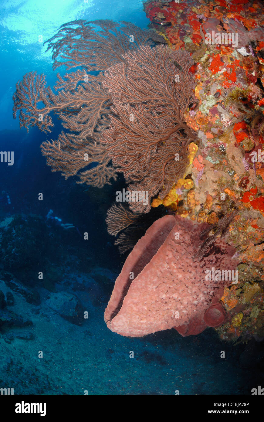 Giant barrel sponge hi-res stock photography and images - Alamy