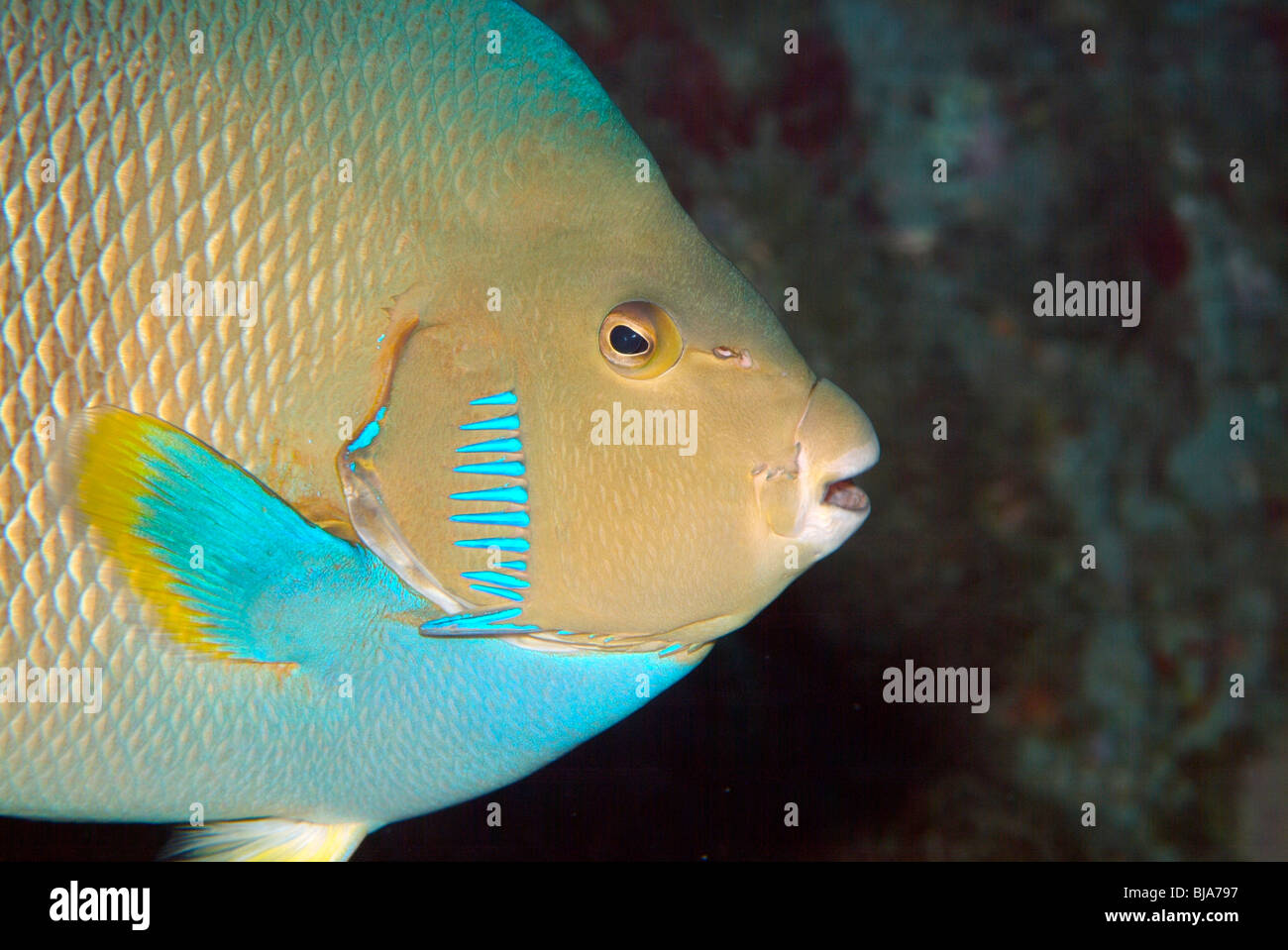 Primarily feeds hi-res stock photography and images - Alamy