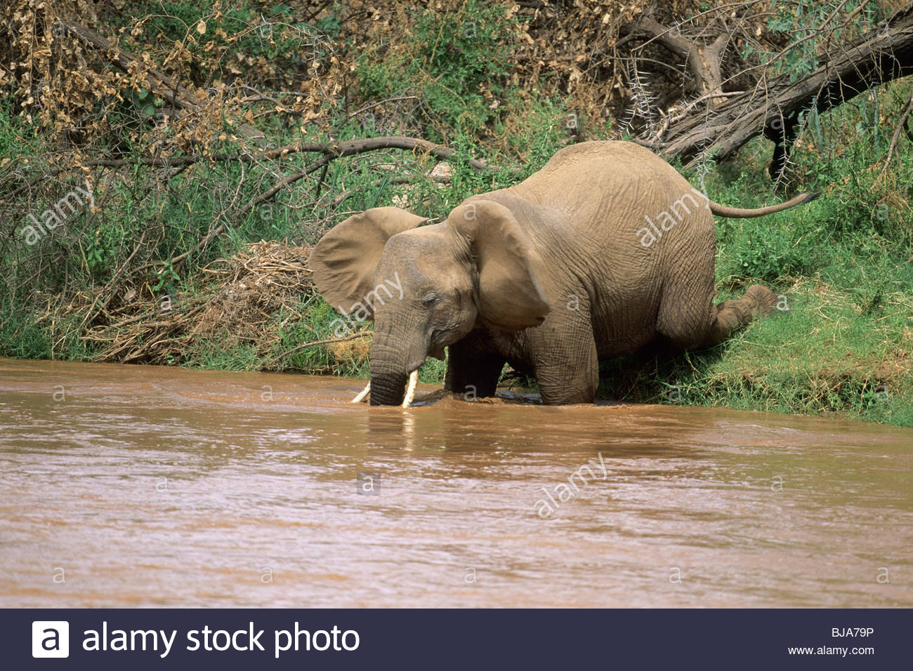 African Elephant Kneeling Loxodonta Stock Photos & African Elephant ...
