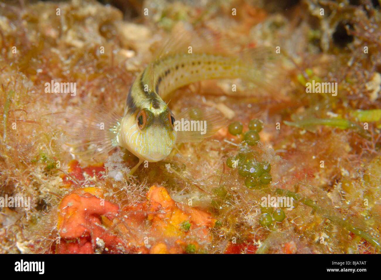 Seaweed blenny parablennius marmoreus hi-res stock photography and ...