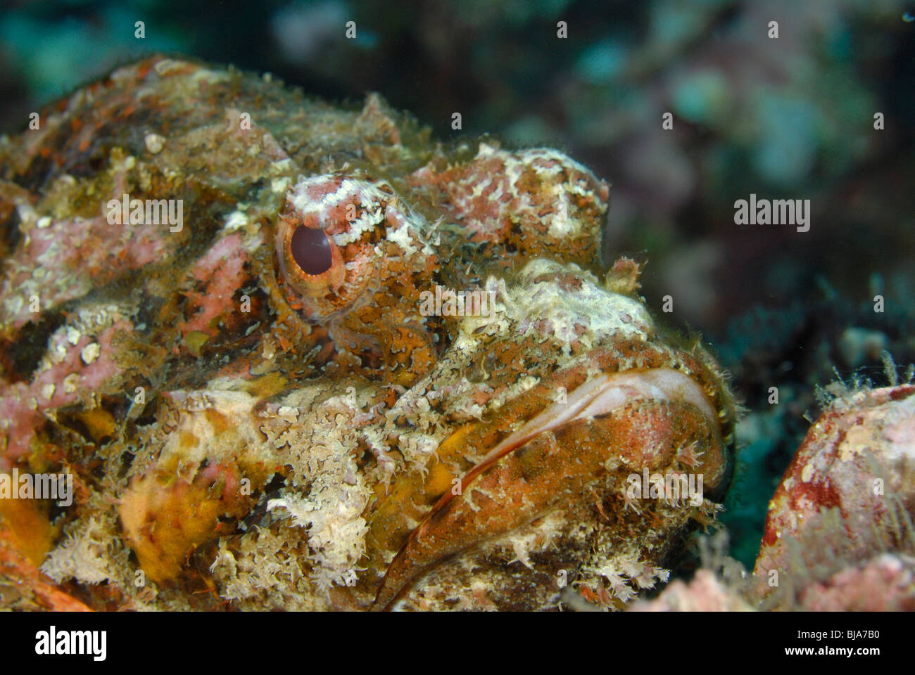Spotted scorpionfish in the Gulf of Mexico Stock Photo - Alamy