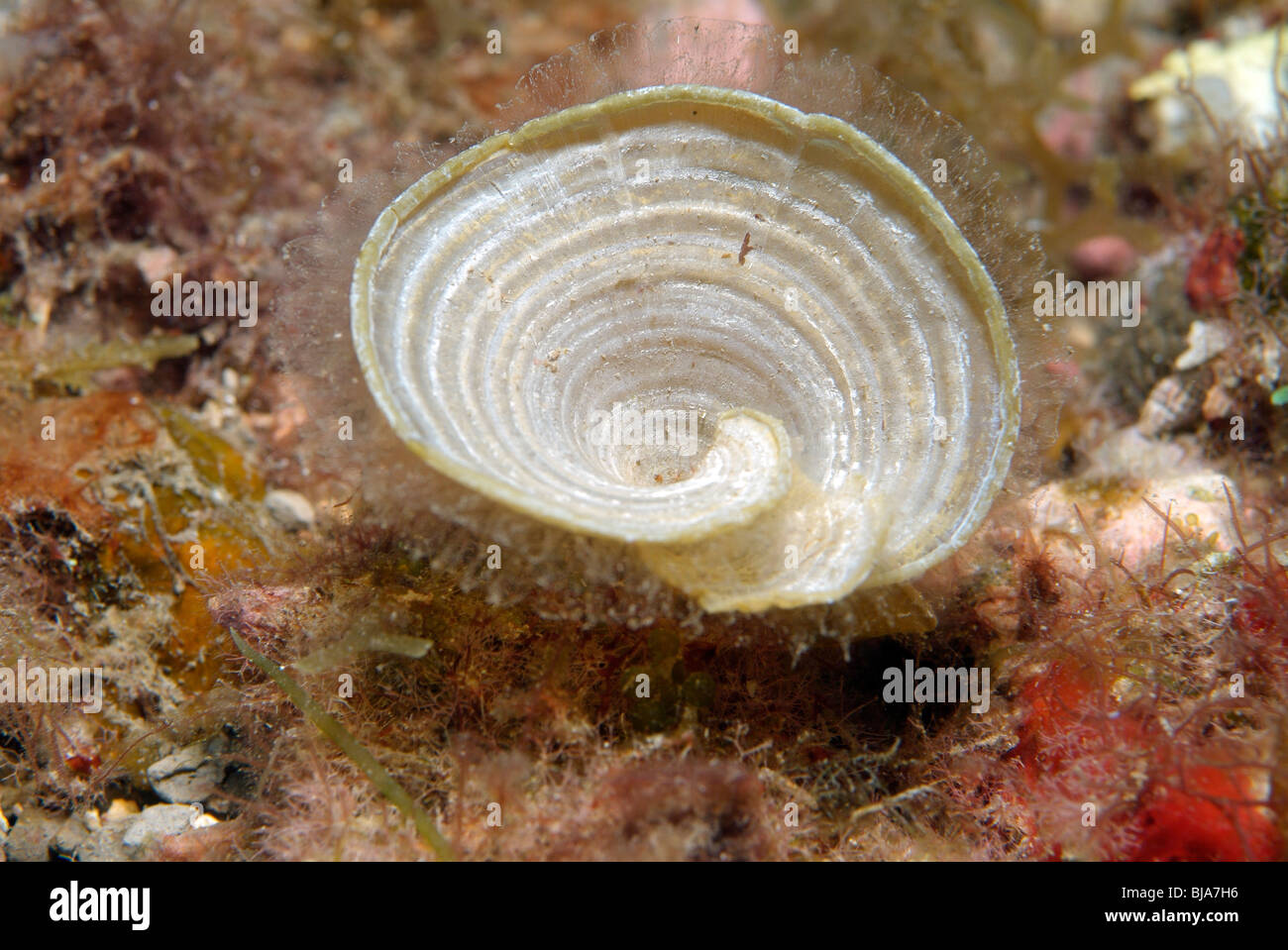 Gulf Mexico Algae Stock Photos & Gulf Mexico Algae Stock Images - Alamy