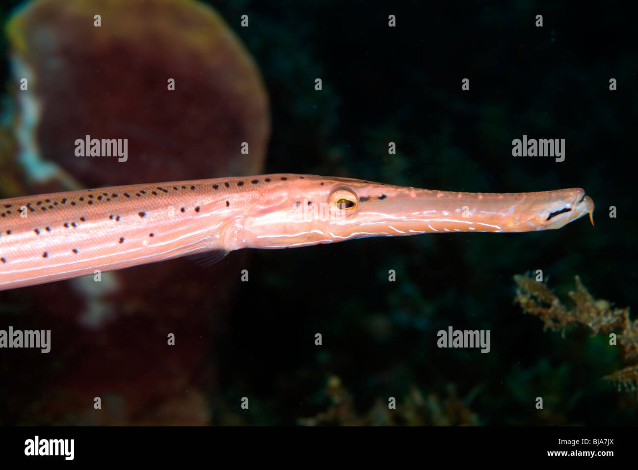 Trumpetfish hi-res stock photography and images - Alamy