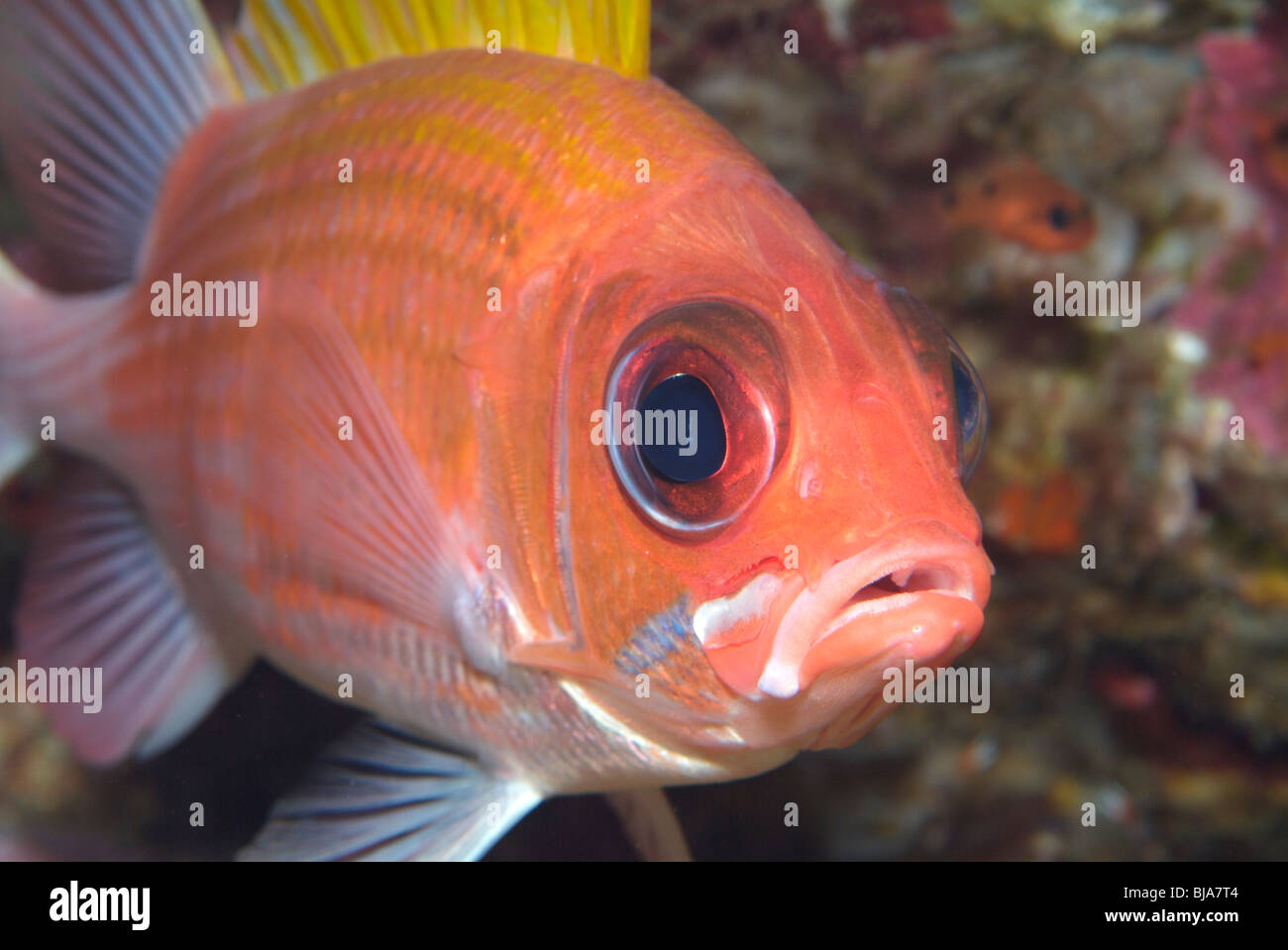 Squirrelfish in the Gulf of Mexico Stock Photo - Alamy