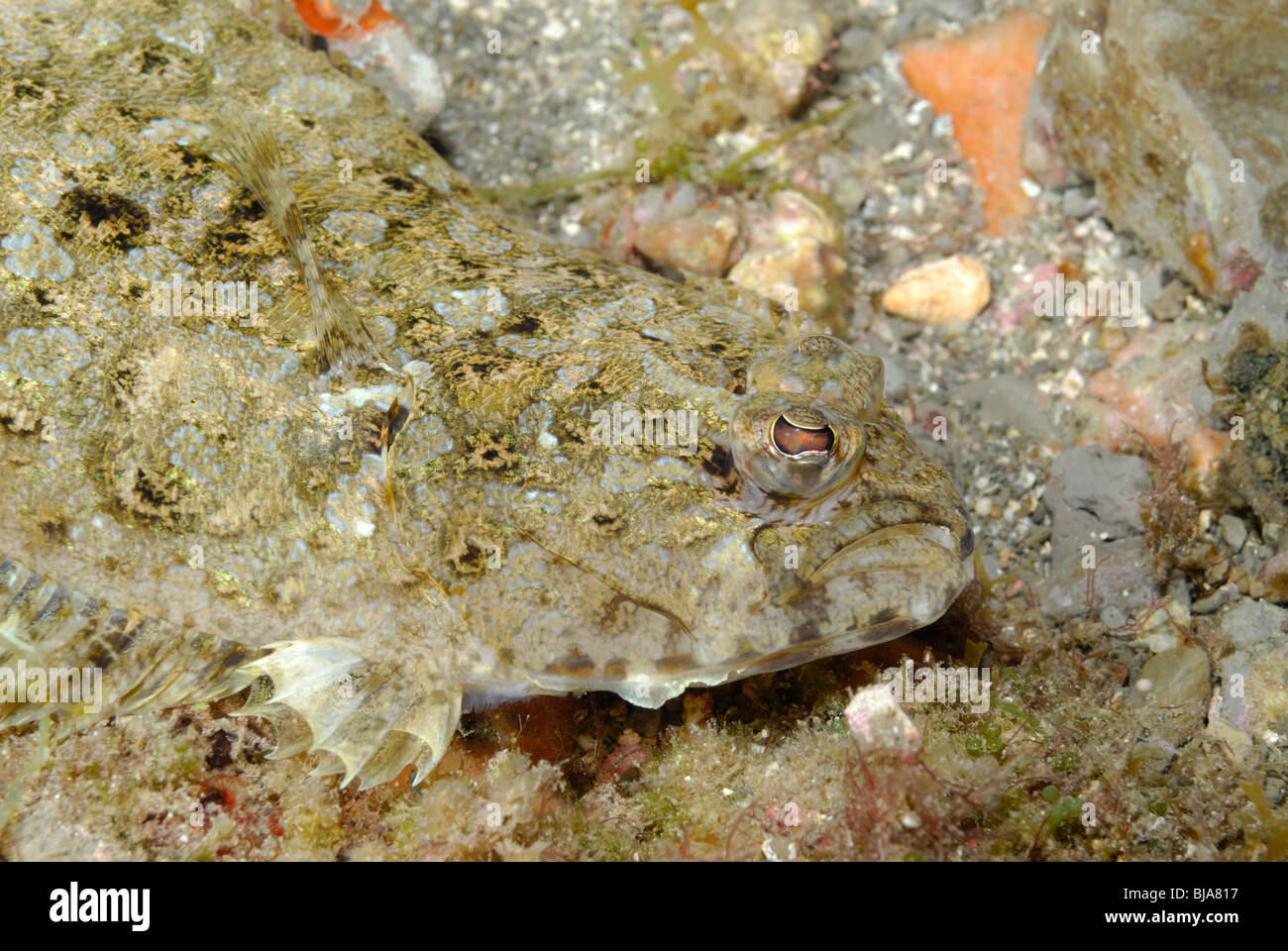 Flounder fish in shallow hi-res stock photography and images - Alamy