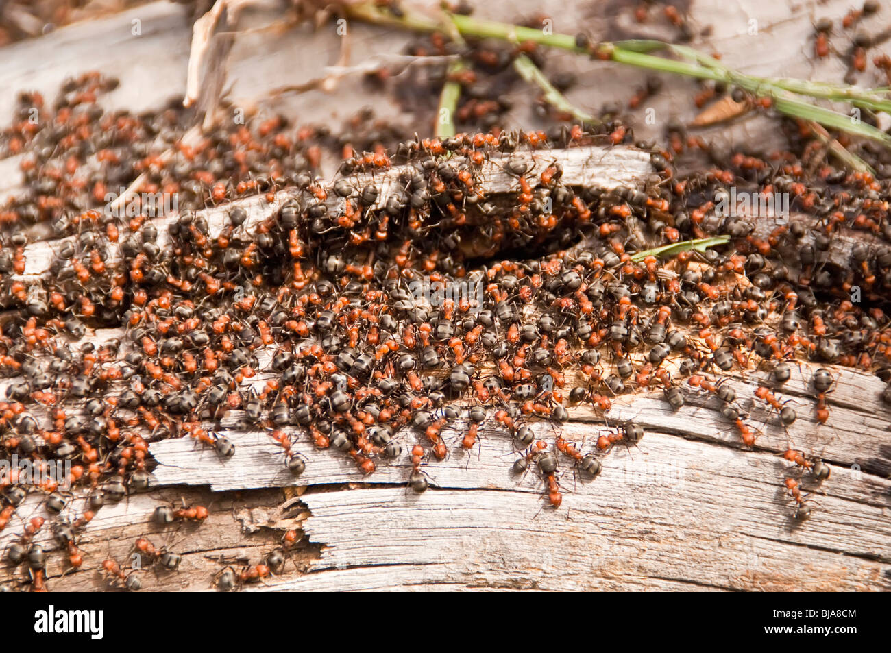 Earthen ants hi-res stock photography and images - Alamy
