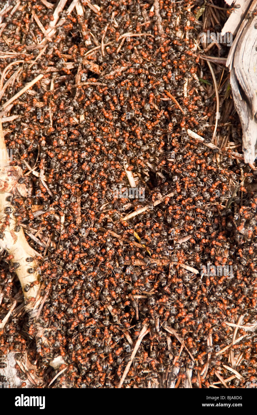 Earthen ants hi-res stock photography and images - Alamy