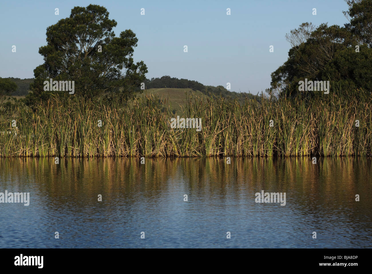 Reeds in dam hi-res stock photography and images - Alamy