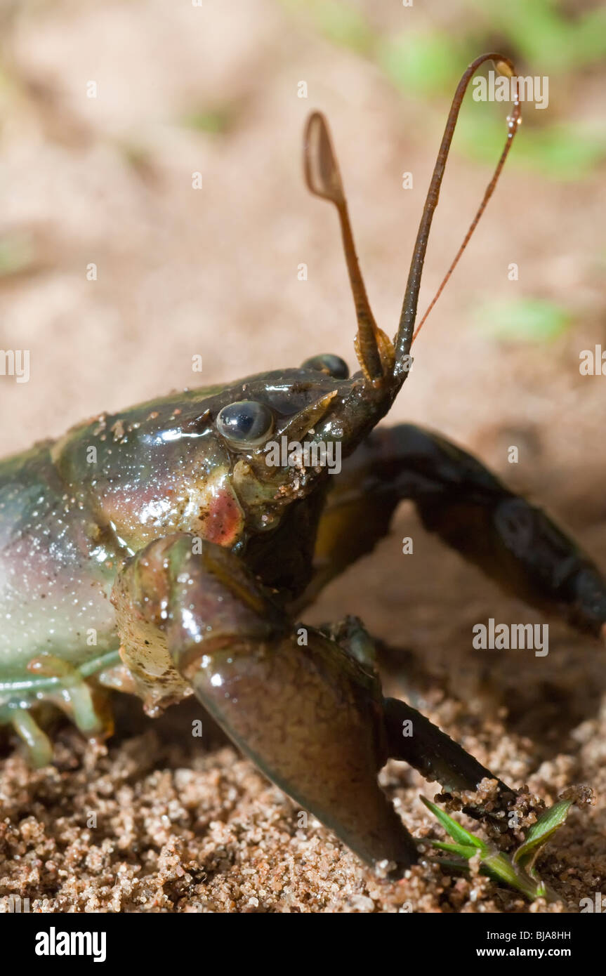 Rusty crayfish, Orconectes rusticus, Kettle River, Sandstone, Minnesota ...