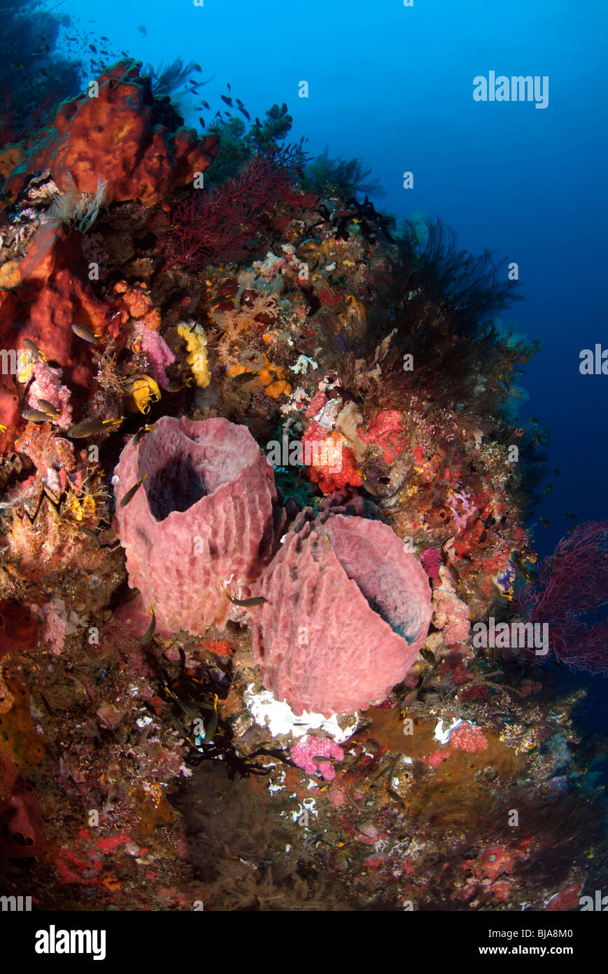 Giant barrel sponge in raja ampat hi-res stock photography and images ...