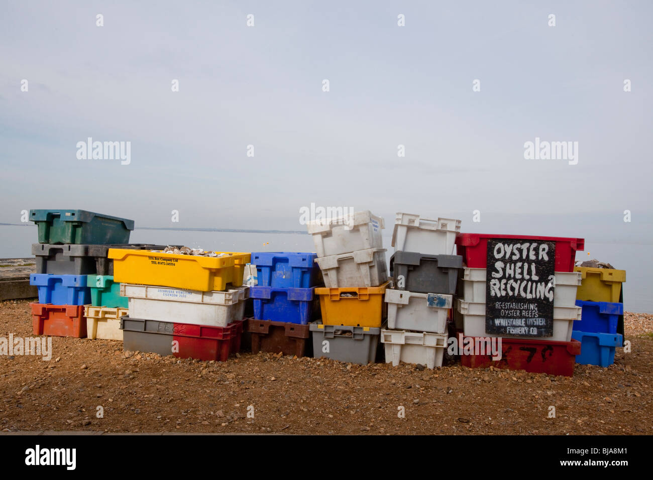 Oyster shells collected in containers on the beach, Whitstable,Kent ...