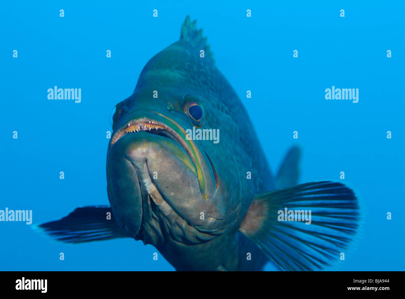 Yellowmouth grouper in the Gulf of Mexico Stock Photo - Alamy