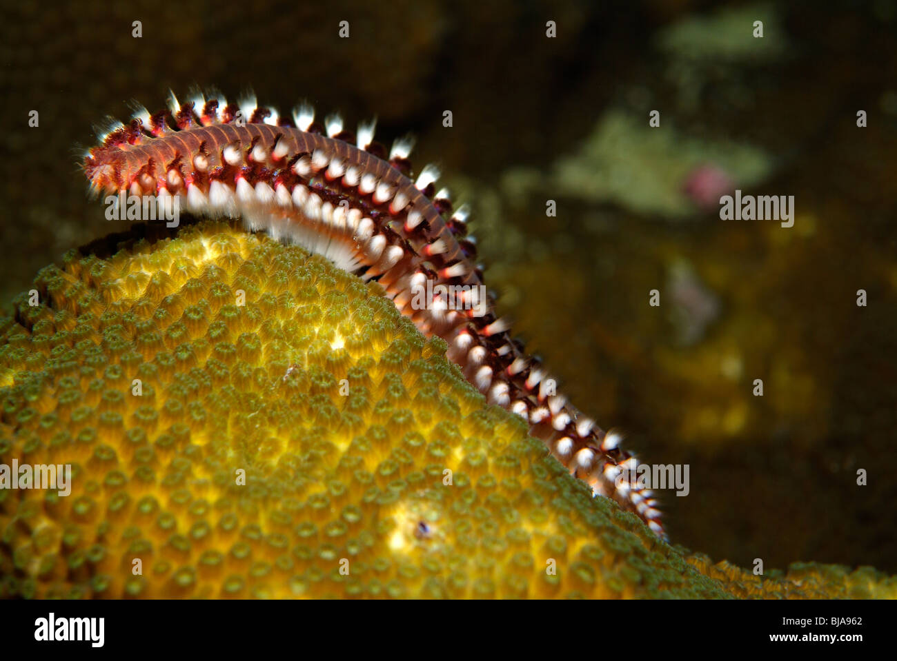 Bearded fireworm in the Gulf of Mexico Stock Photo - Alamy