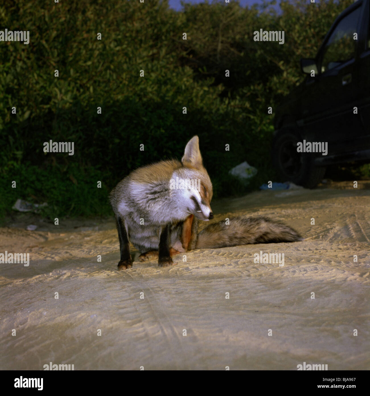 fox scratching his ear in a sandy parking lot Stock Photo - Alamy