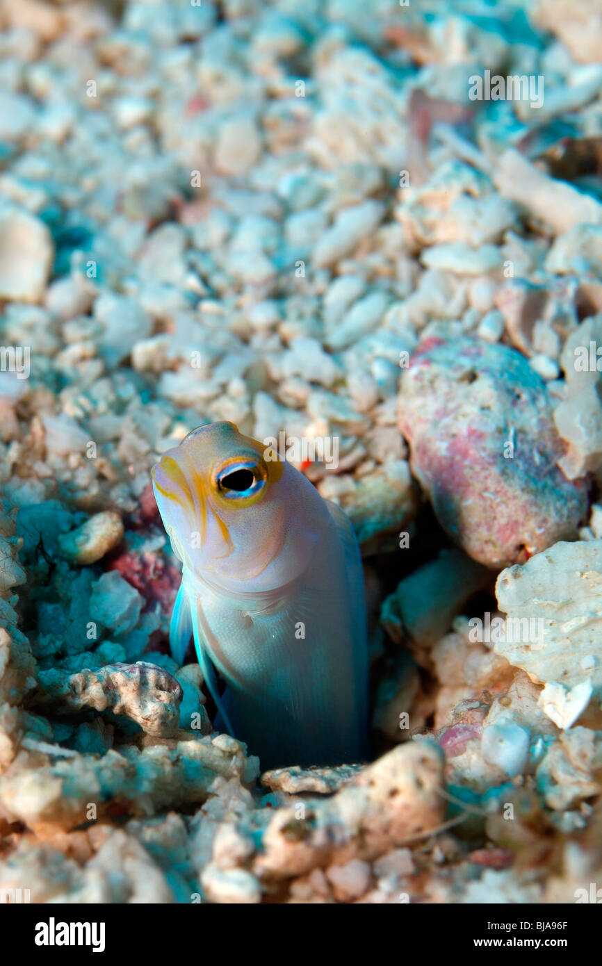 Yellowhead jawfish out of his hole in the Gulf of Mexico Stock Photo ...