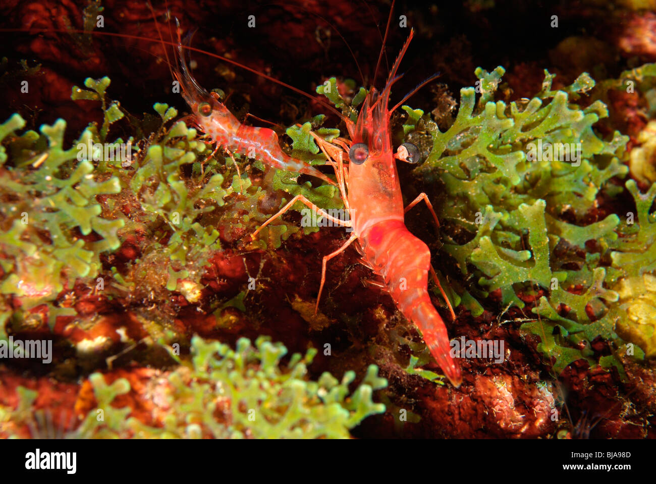 Red night shrimp hi-res stock photography and images - Alamy