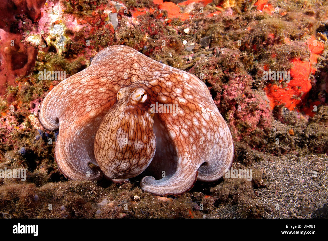 Common octopus moving on a reef in the Gulf of Mexico Stock Photo - Alamy