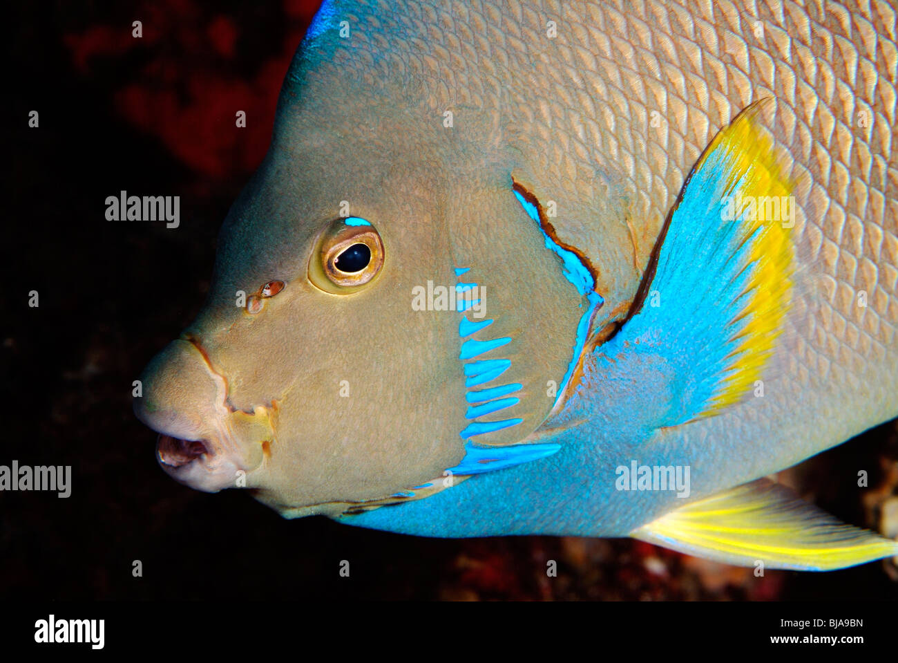 Gulf of mexico texas underwater hi-res stock photography and images - Alamy