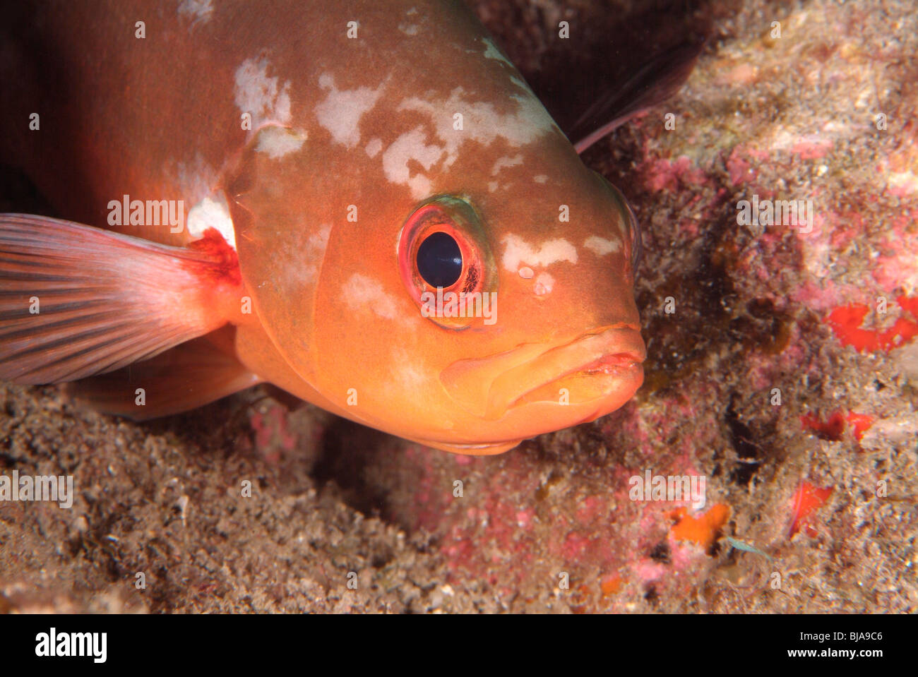 Creole fish laying on a rock in the Gulf of Mexico Stock Photo - Alamy