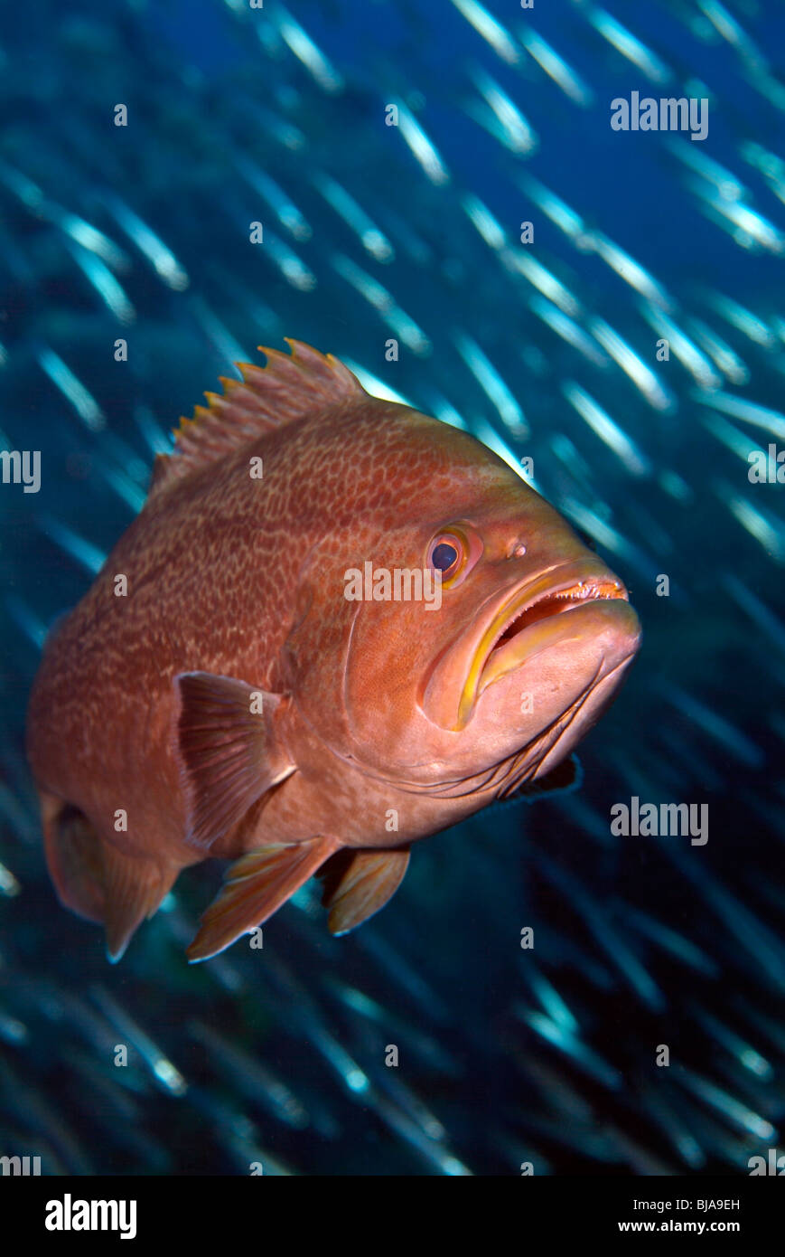 Yellowmouth grouper in the Gulf of Mexico Stock Photo - Alamy