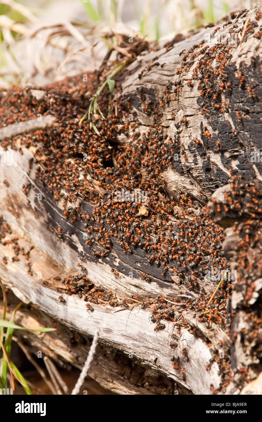 Formica spp hi-res stock photography and images - Alamy