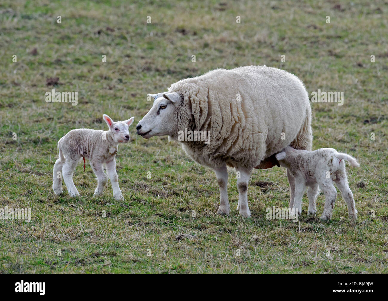 SPRING LAMBS. Sheep Stock Photo - Alamy