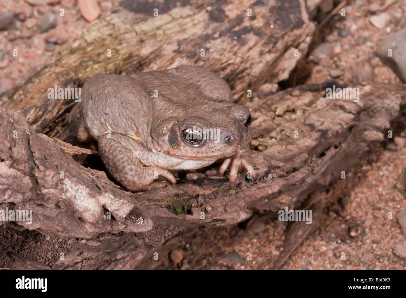 The Red-spotted toad, Bufo punctatus, is native to the southwestern ...