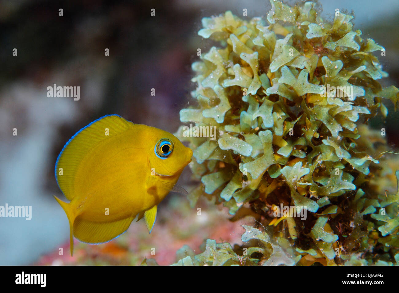 Juvenile blue tang fish hi-res stock photography and images - Alamy
