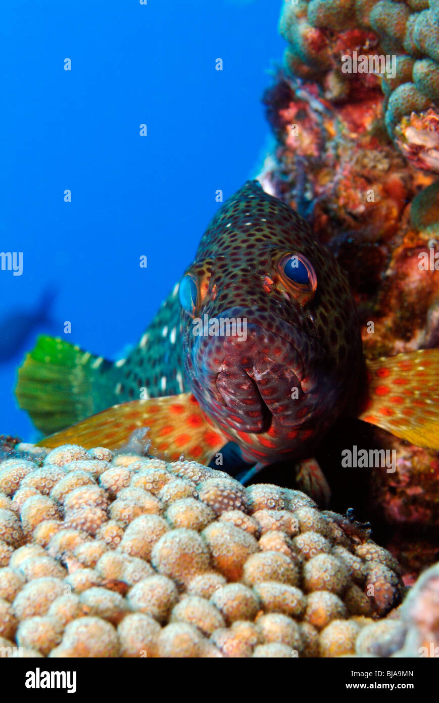 Rock Hind Grouper