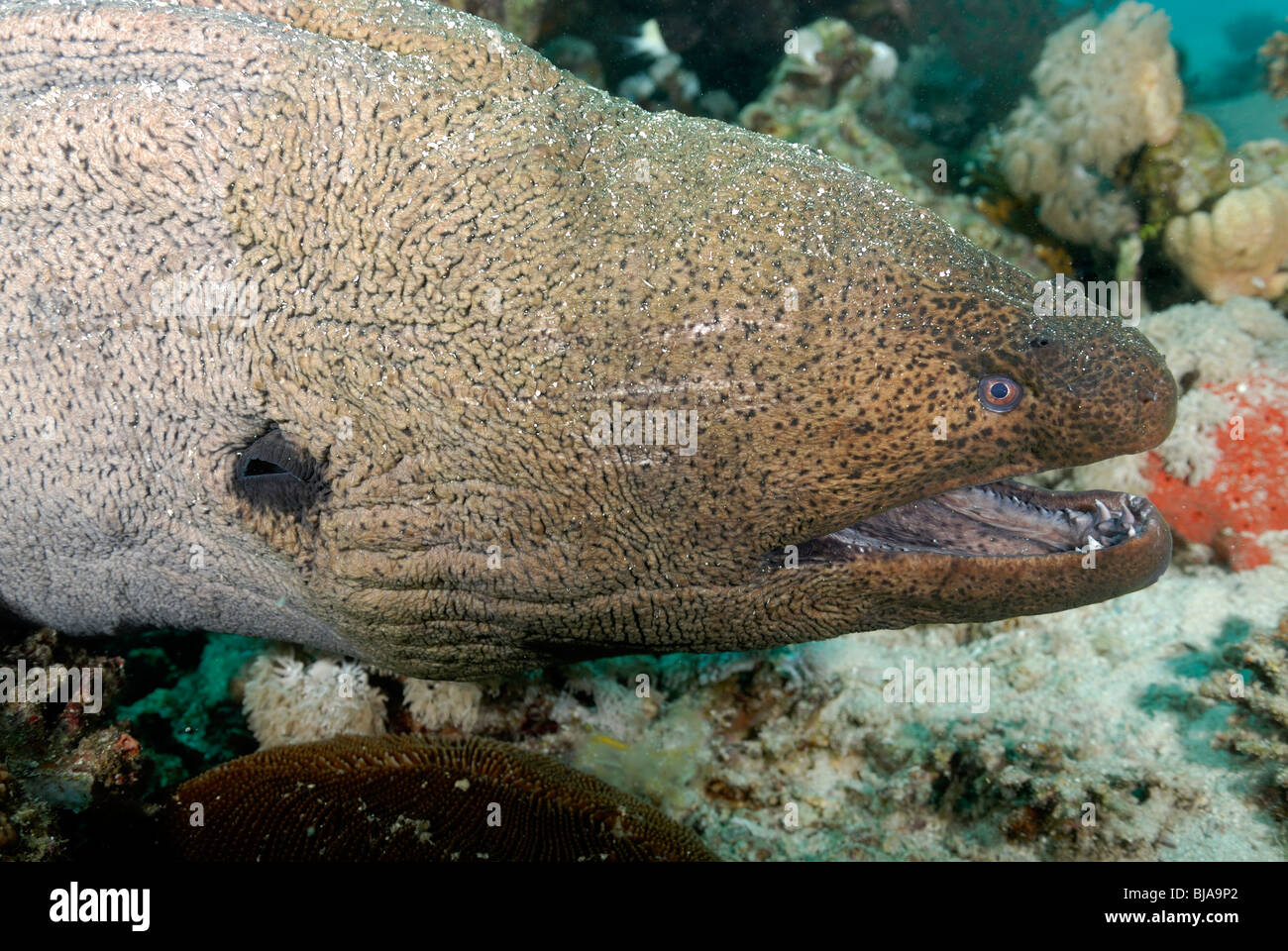 Giant moray in the Red Sea Stock Photo - Alamy