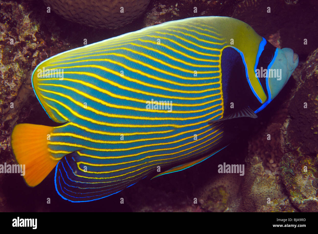 Emperor angelfish hi-res stock photography and images - Alamy
