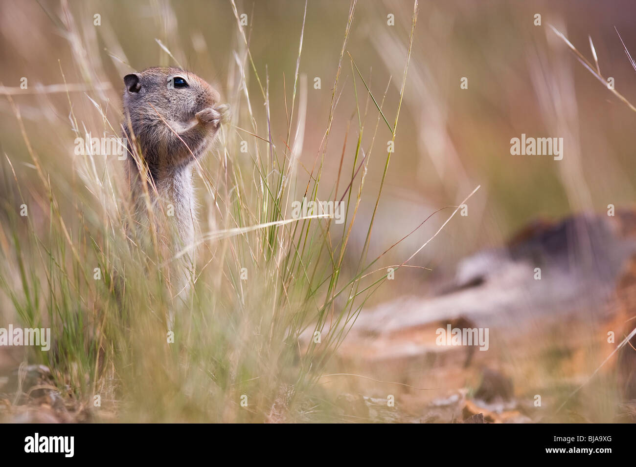 Creature of habit hi-res stock photography and images - Alamy