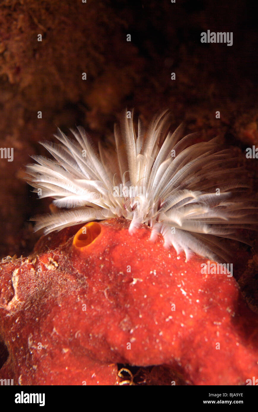 Crinoid on red sponge Stock Photo - Alamy