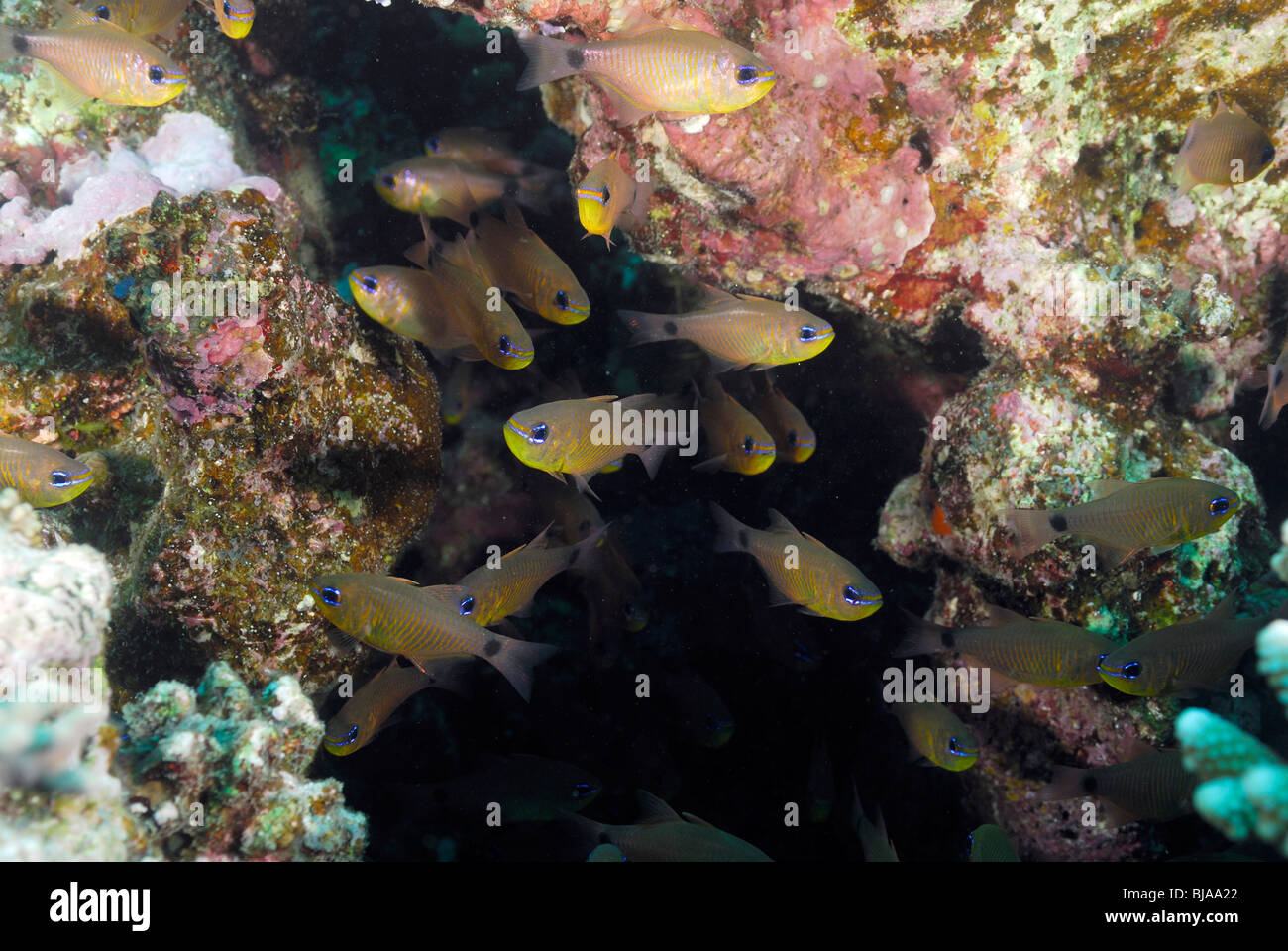 School of narrowlined cardinalfish in a cave in Red Sea Stock Photo - Alamy