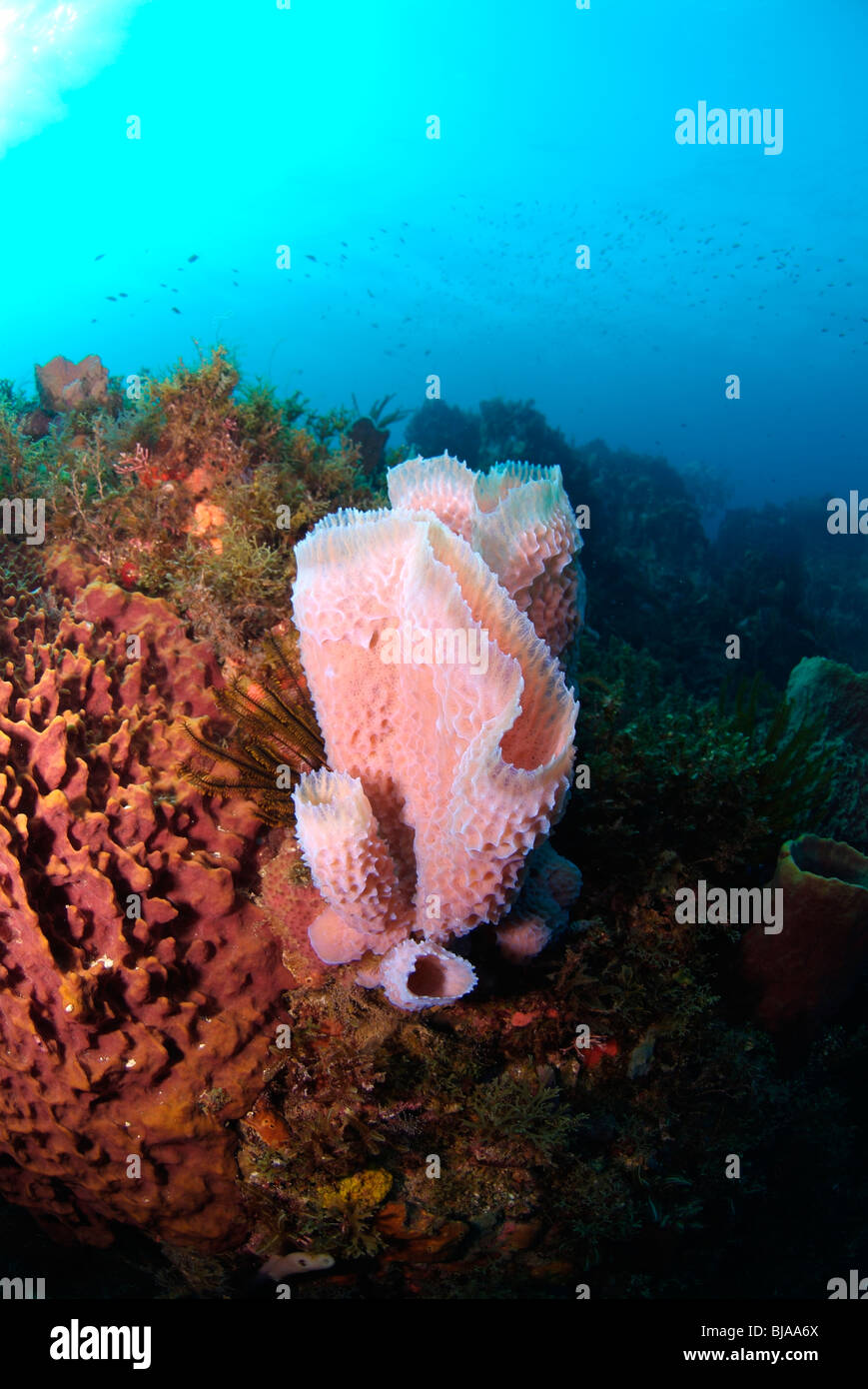 Azure vase sponge off Martinique Stock Photo - Alamy