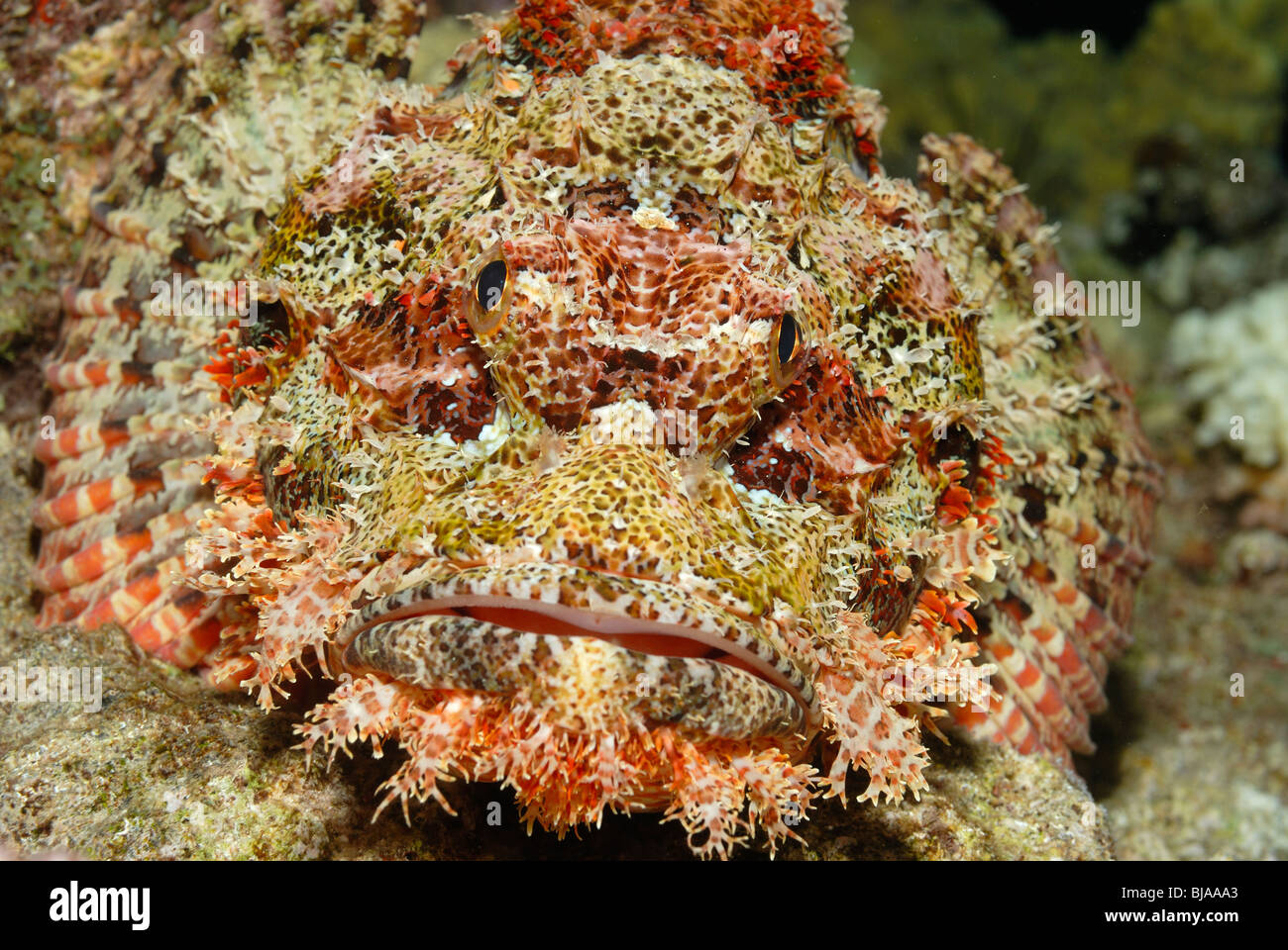 Devil scorpionfish on a sandy bottom in the Red Sea Stock Photo - Alamy