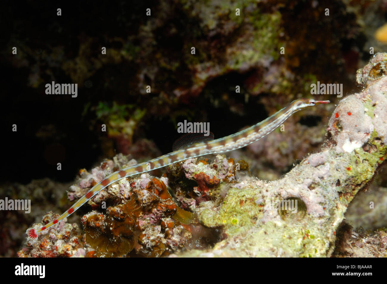 Red banded pipefish hi-res stock photography and images - Alamy