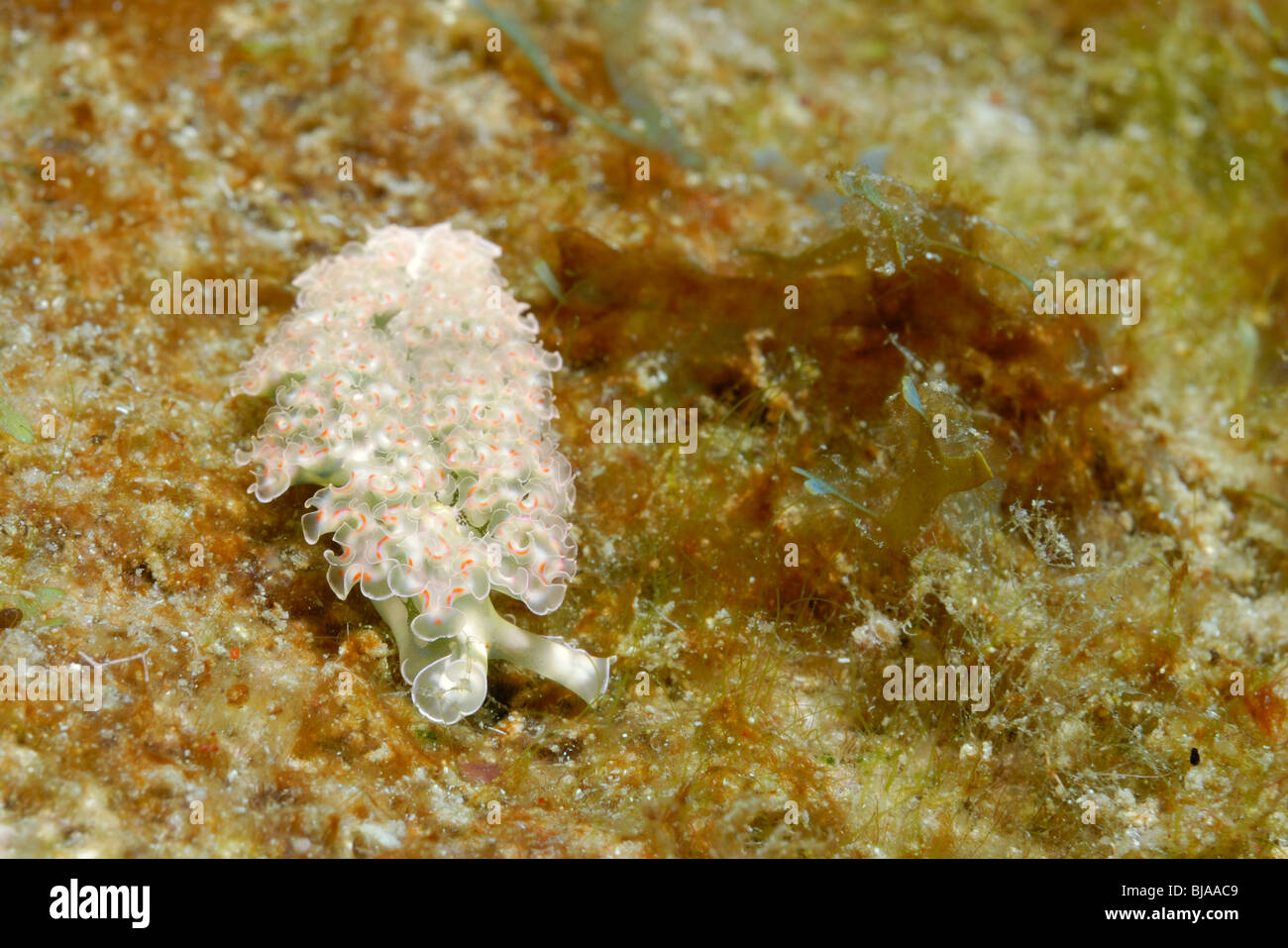 Lettuce Sea Slug on grass off Martinique Stock Photo - Alamy