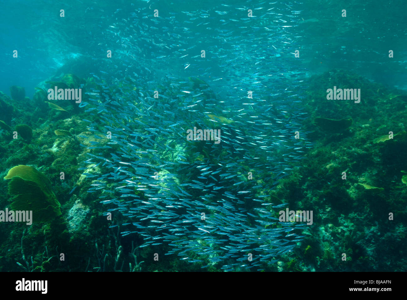 Silversides fish hi-res stock photography and images - Alamy