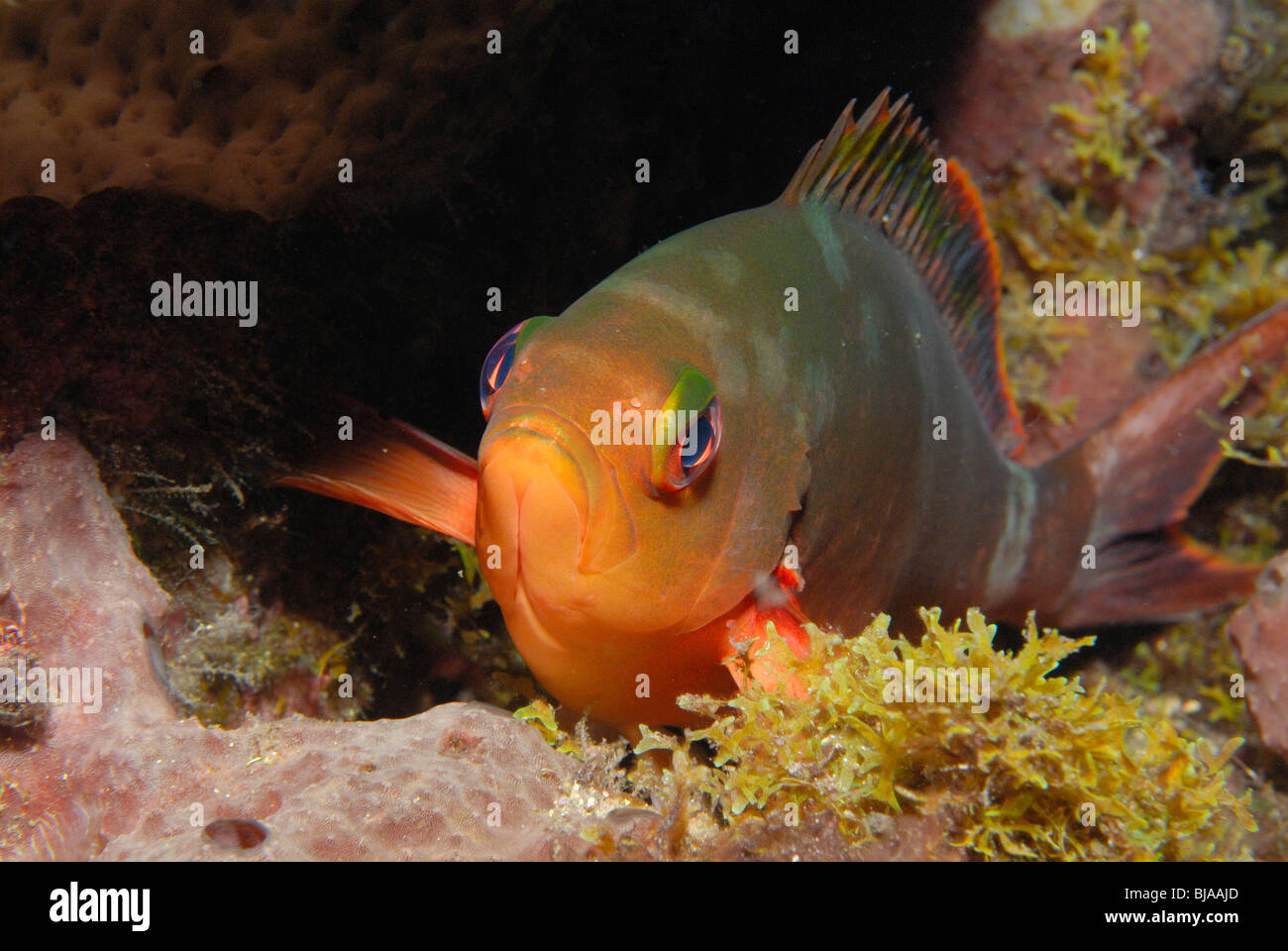 Creole fish hi-res stock photography and images - Alamy