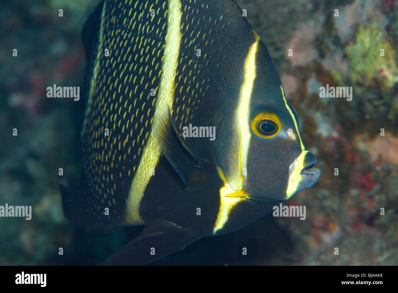 Juvenile french angelfish in the Gulf of Mexico Stock Photo - Alamy