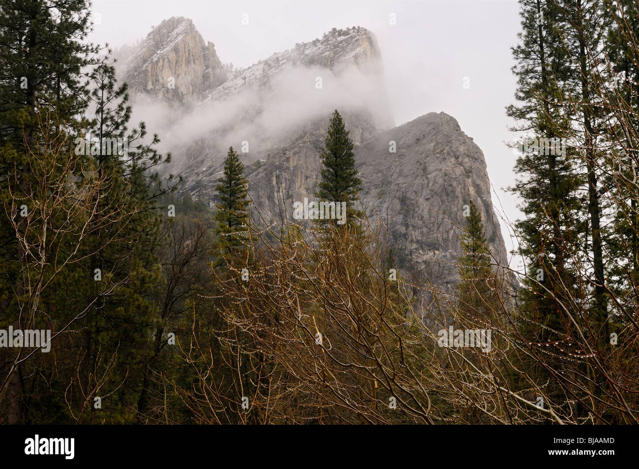 Pearls of raindrops on winter branches with Three Brothers peaks in ...