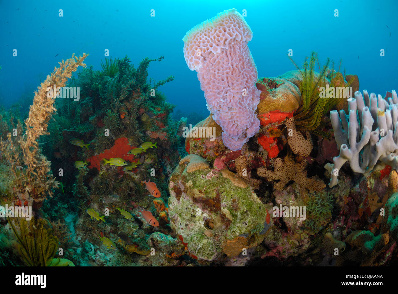 Azure vase sponge hi-res stock photography and images - Alamy