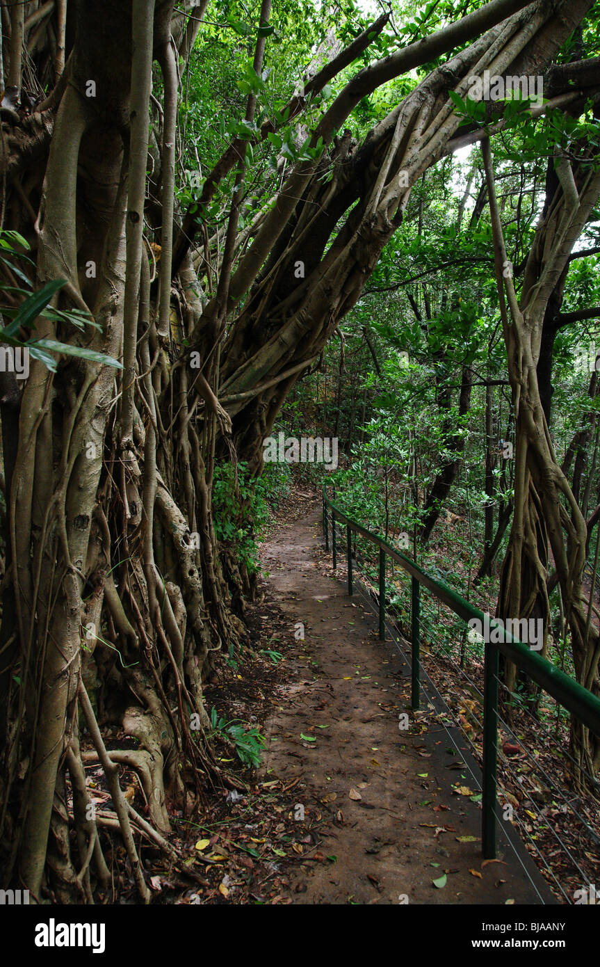 Plants of tropical rain forest hi-res stock photography and images - Alamy