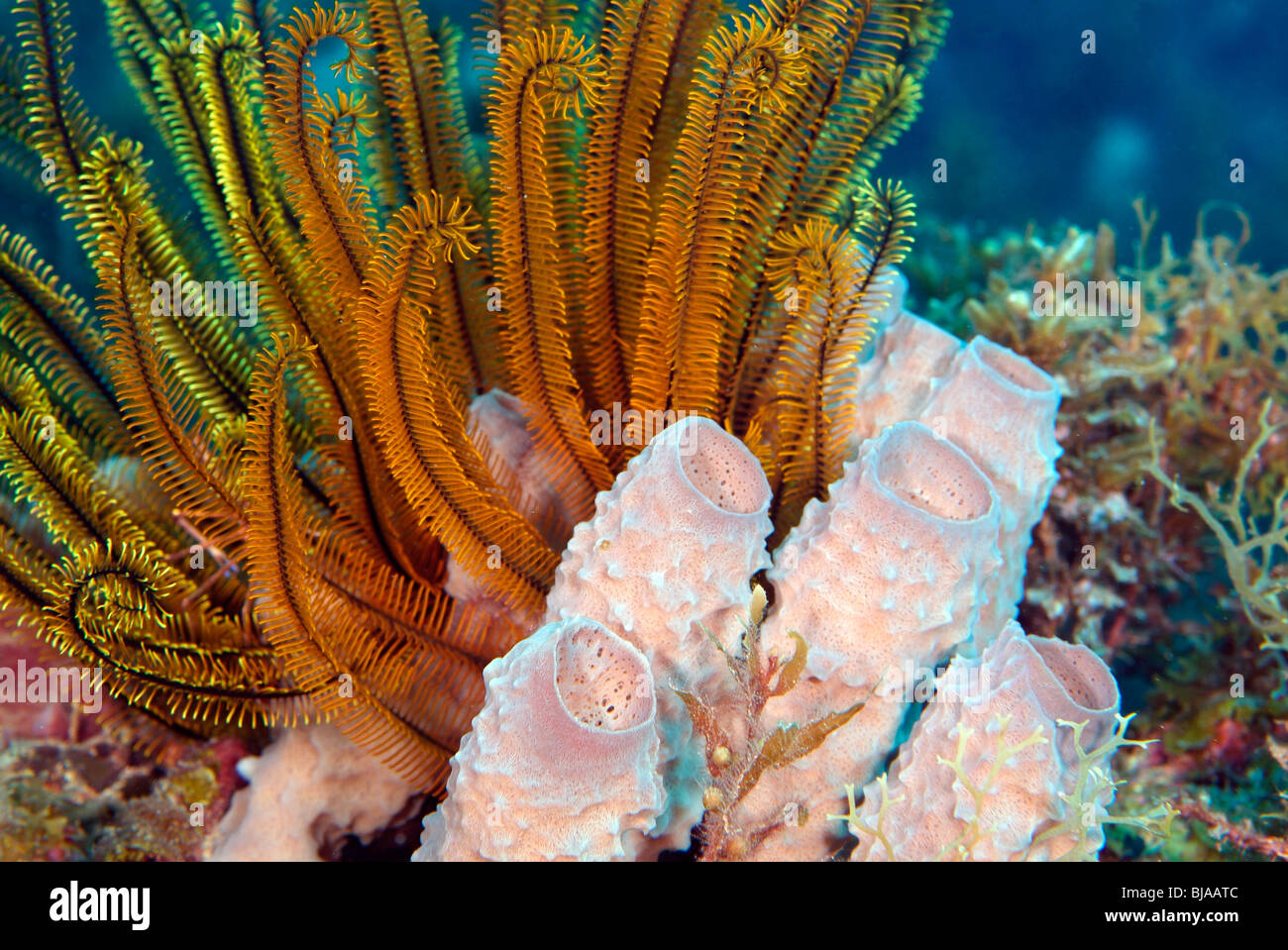 Feather stars and branching vase sponge off Martinique Stock Photo - Alamy