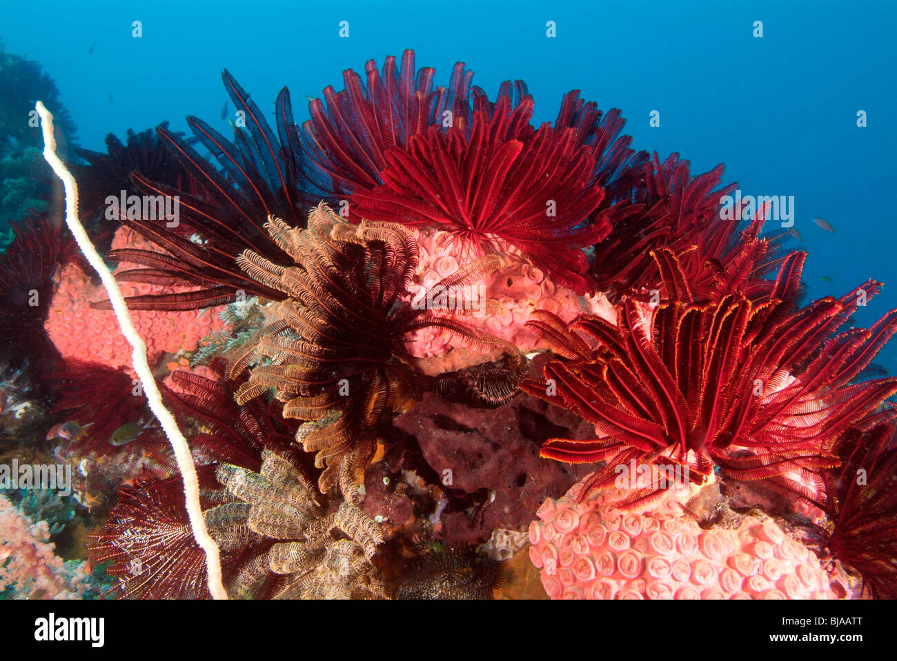 Crinoids in Raja Ampat, Pacific Ocean Stock Photo - Alamy