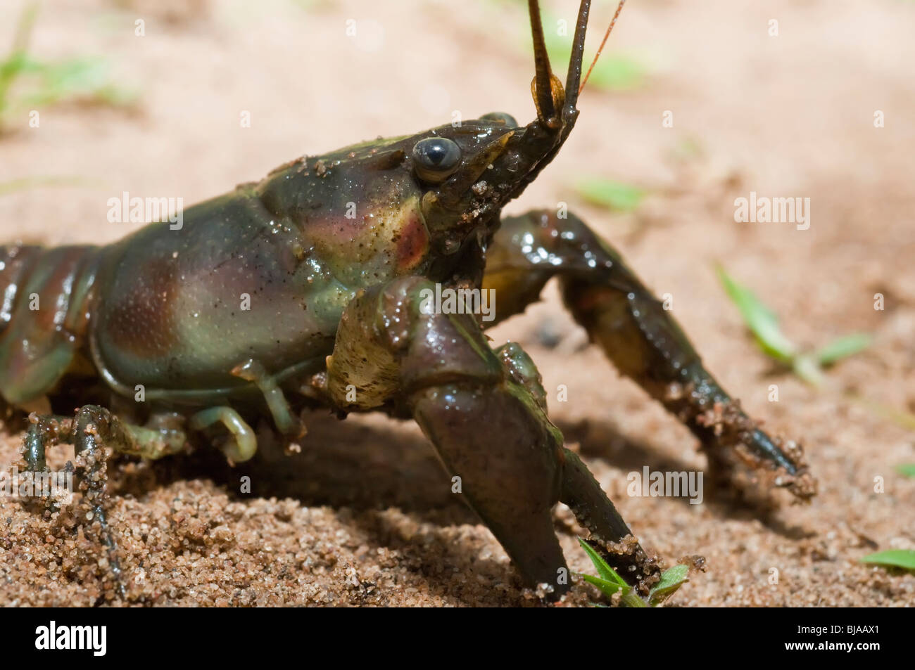 Rusty crayfish hi-res stock photography and images - Alamy