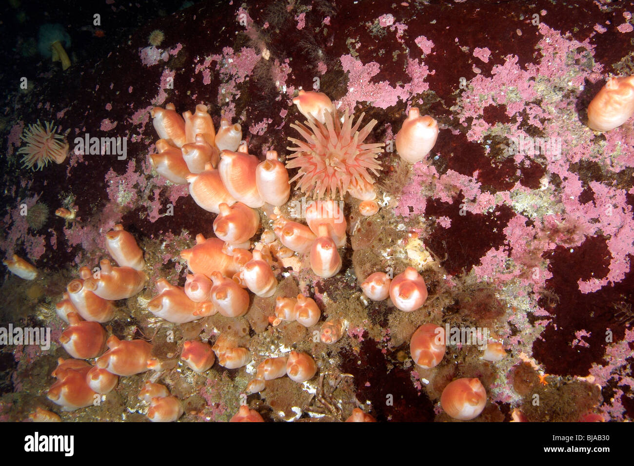 Halocynthia hi-res stock photography and images - Alamy