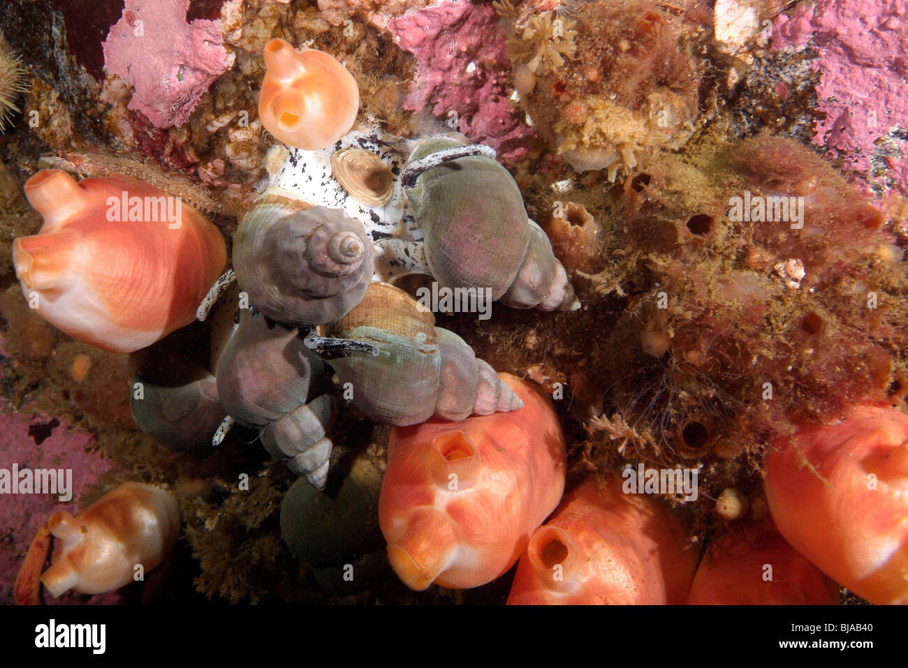 Waved whelk hi-res stock photography and images - Alamy